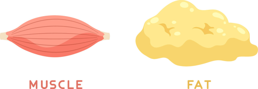 How Long It Takes to Lose Muscle During a Break • Sci-Fit